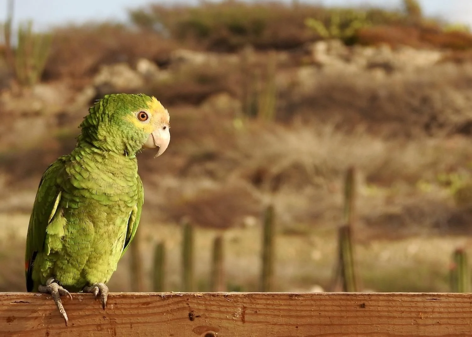 How Aruba’s national park is saving a locally extinct parrot || ACF